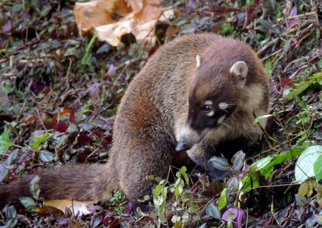 Temples and Wildlife of Tikal - lifeofabackpacker.com